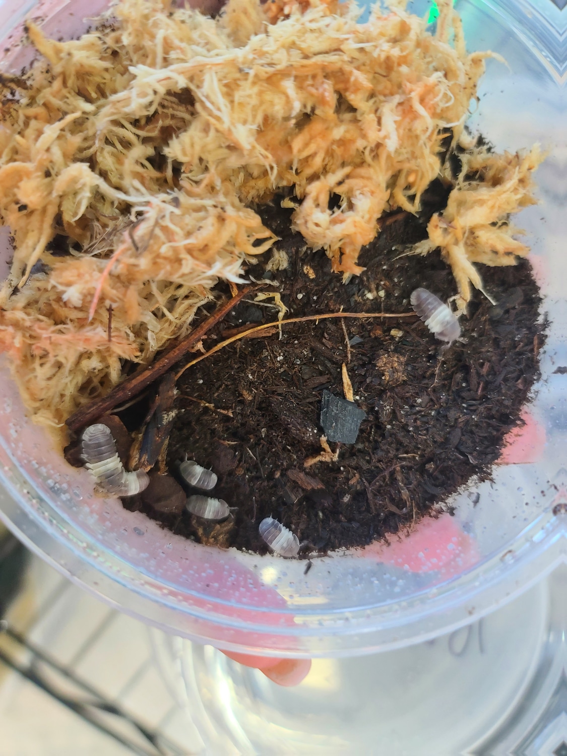 Panda Kings 10ct Isopod by Reptile Empress - MorphMarket