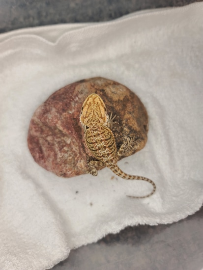 Citrus Orange/Yellow Tiger Central Bearded Dragon by Reptile Empress