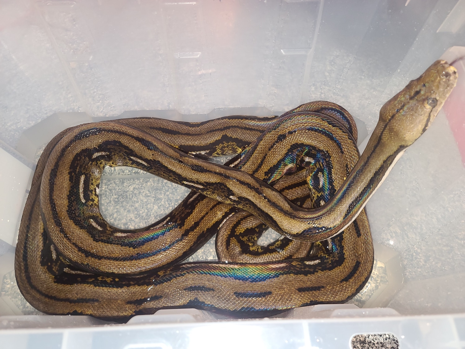 Super Tiger Reticulated Python by Reptile Empress - MorphMarket