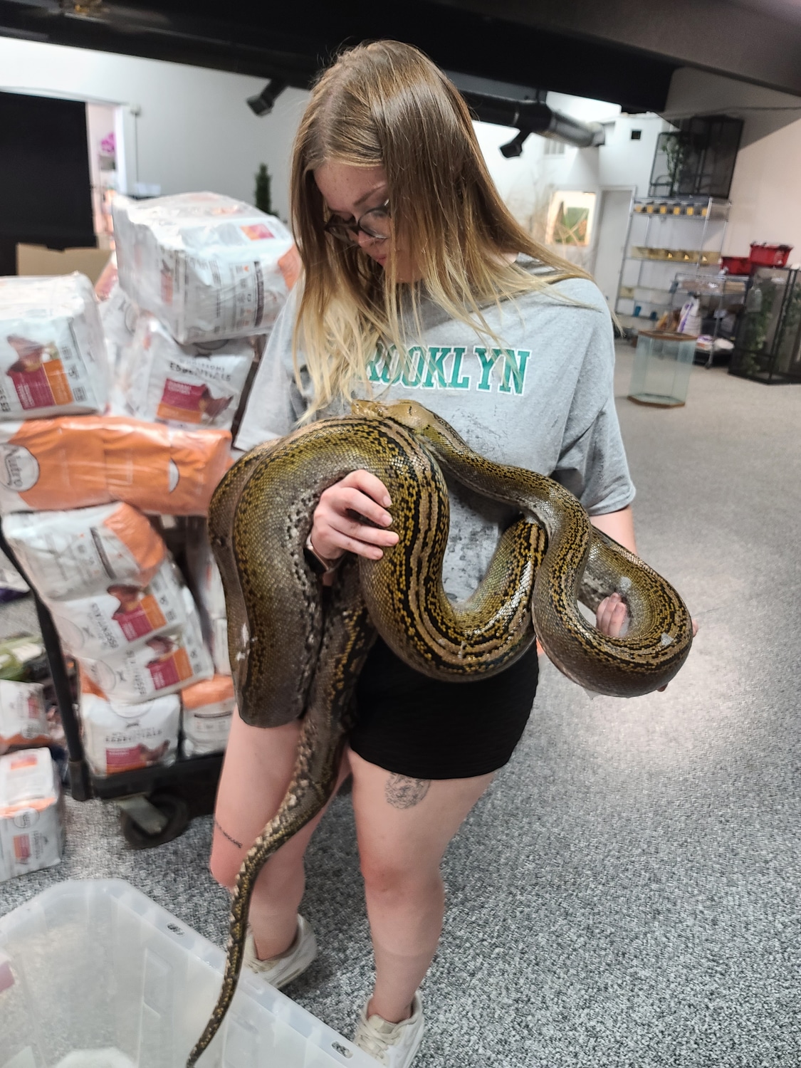 Phantom Motley Reticulated Python by Reptile Empress - MorphMarket