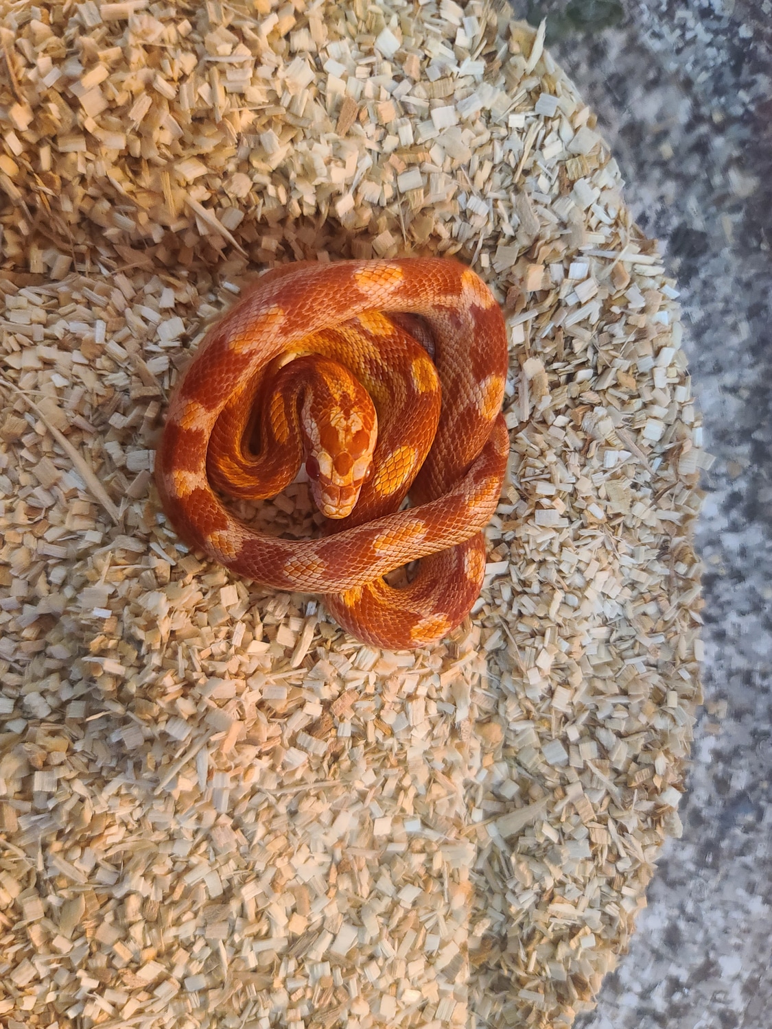 Sunglow Motley Corn Snake by Reptile Empress - MorphMarket