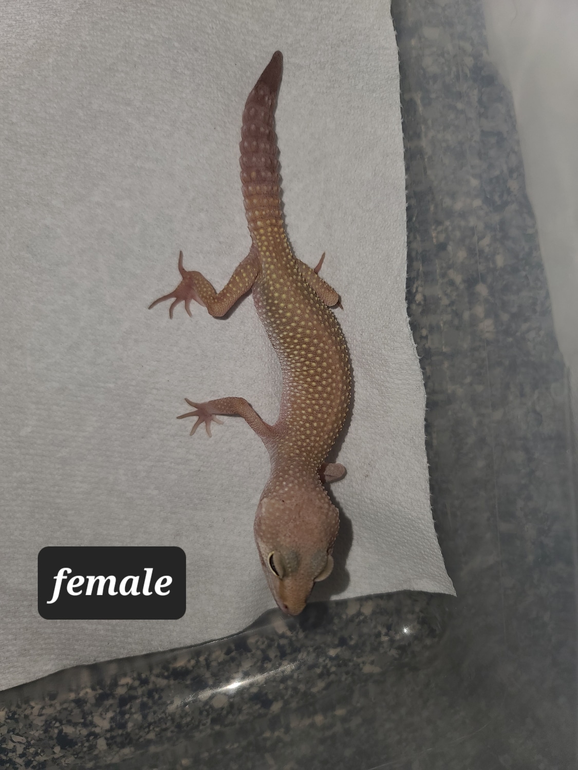 Patternless Murphy Blizzard (Nipped Tail) Leopard Gecko by Reptile Empress - MorphMarket