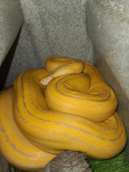 Purple Goldenchild Tiger Reticulated Python by Reptile Empress