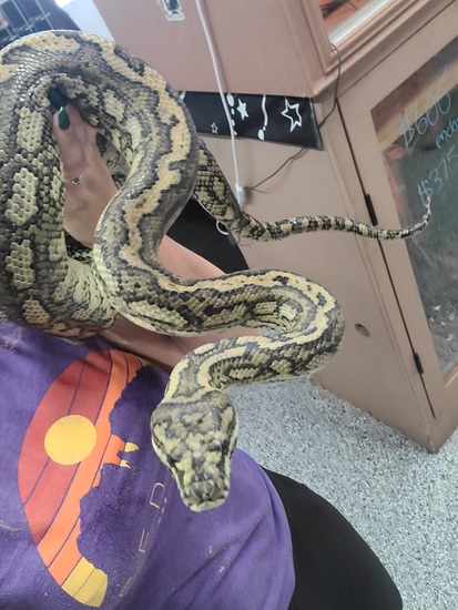 Striped Coastal Coastal Carpet Python by Reptile Empress