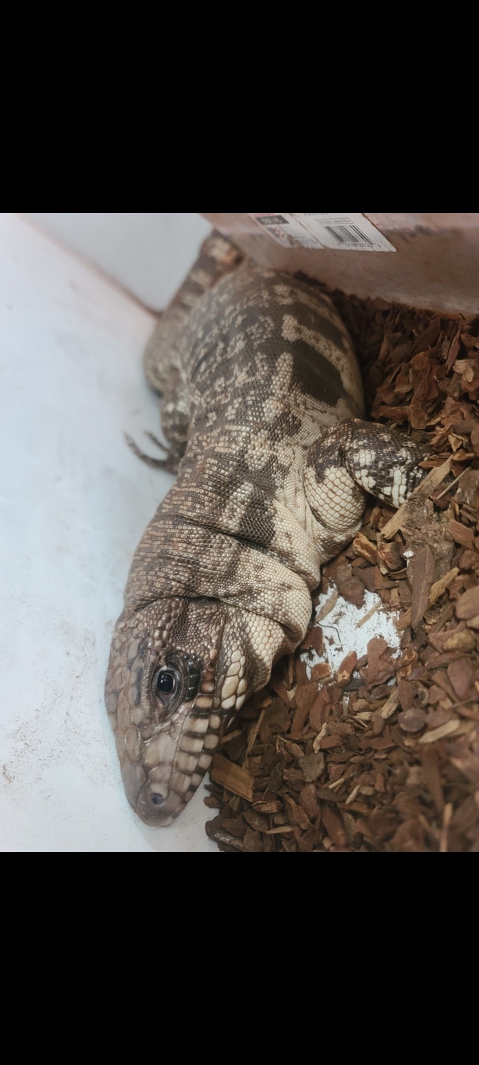 Tame* Blue Pos Het Albino Tegu Other Tegus by Reptile Empress - MorphMarket