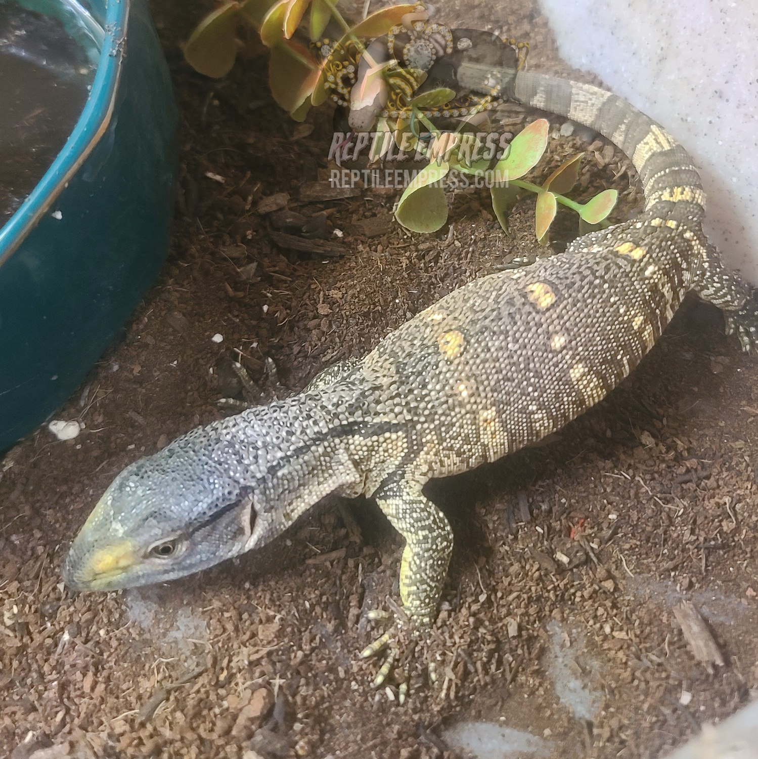 Black-Throat Monitor Black-Throated Monitor by Reptile Empress ...