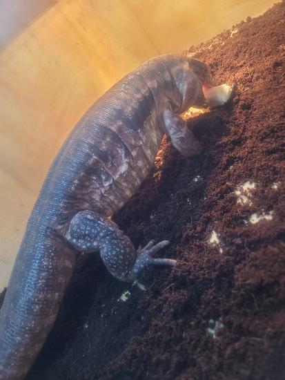 Red Tegu (Super Tame) Argentine Tegus by Reptile Empress