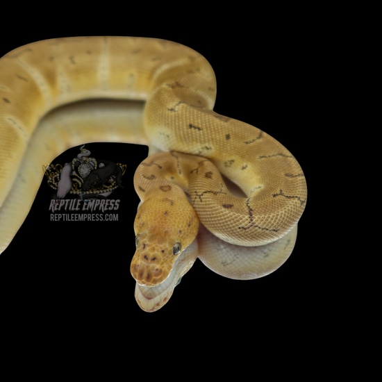Pinstripe Clown Ball Python by Reptile Empress