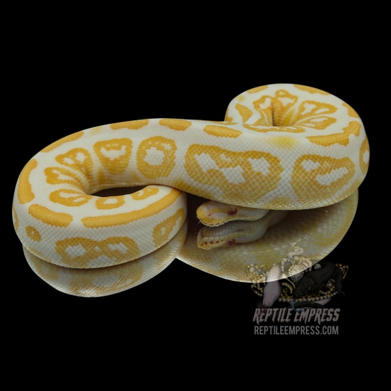 Vibrant Black Pastel Albino Ball Python by Reptile Empress
