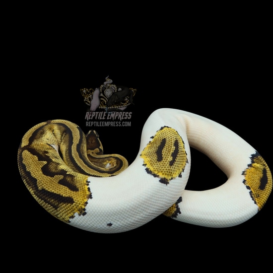 High White Pied Ball Python by Reptile Empress