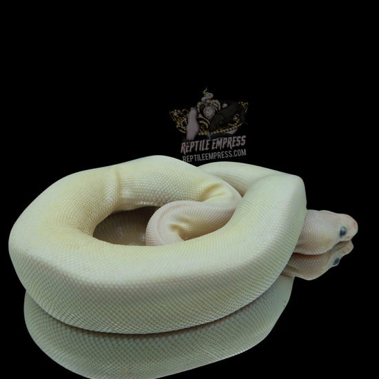 Blue Eyed Lucy (BEL) Ball Python by Reptile Empress