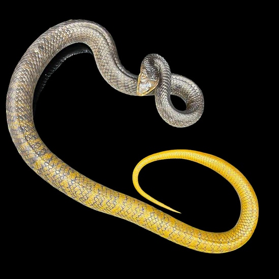 Yellow Tail Cribo *High Quality Yellow Tail Cribo & Indigo Snakes by ...
