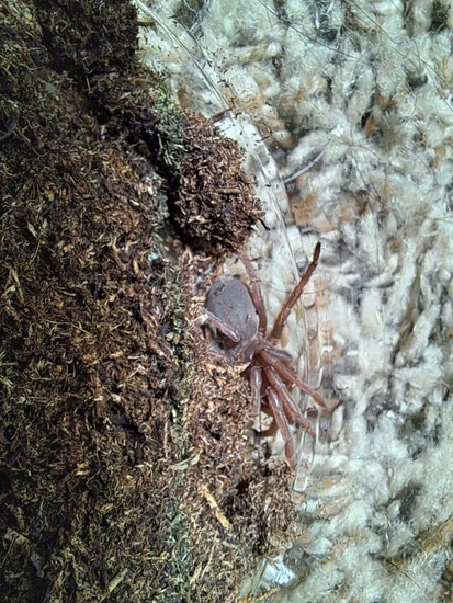 Californian Trapdoor (Bothriocyrtum Californicum) Trapdoor Spider by ...