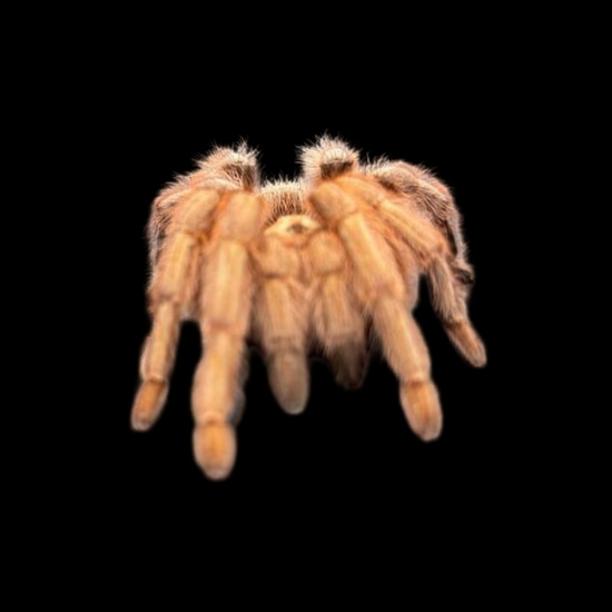 Southern AZ Blonde Tarantula (Alphopelma Chalcodes) by Reptile Empress