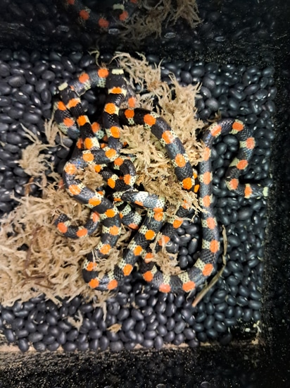 1.2 Black-Banded Snakes (Scolecophis Atrocinctus) More Colubrid by ...