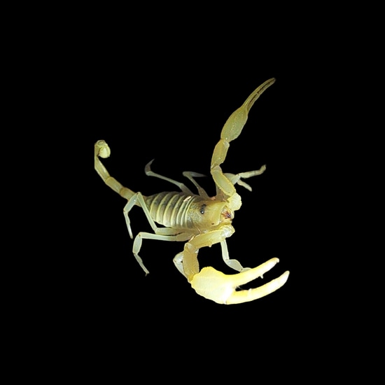 Dune Scorpion (Smeringurus Mesaensis) by Reptile Empress