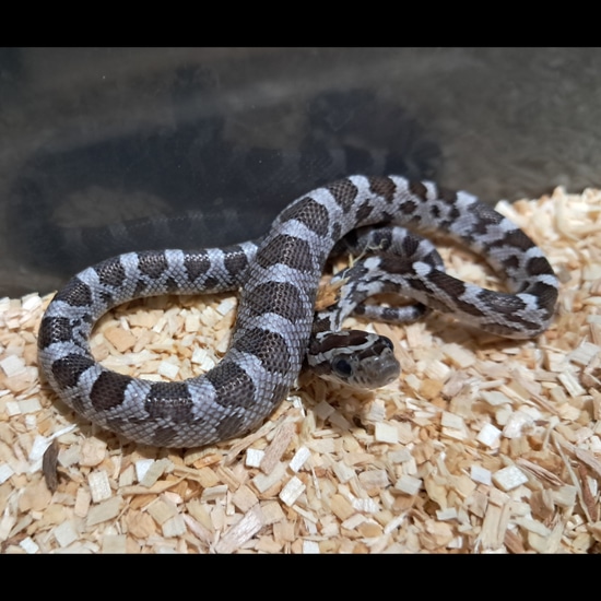Anery Het Lava Corn Snake by Reptile Empress