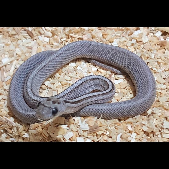Anery Vanishing Stripe Het Lava Corn Snake by Reptile Empress