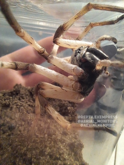 Egyptian Huntsman "Dancing Lady" (Cerbalus Aravaensis) Other Spider by ...