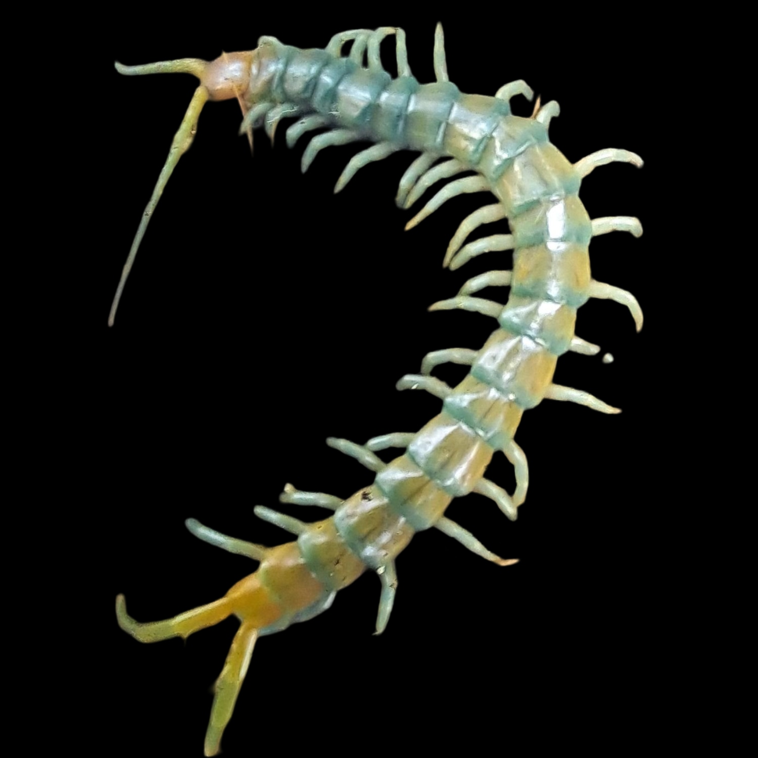 Ghost Centipede (Scolopendra aztecorum)