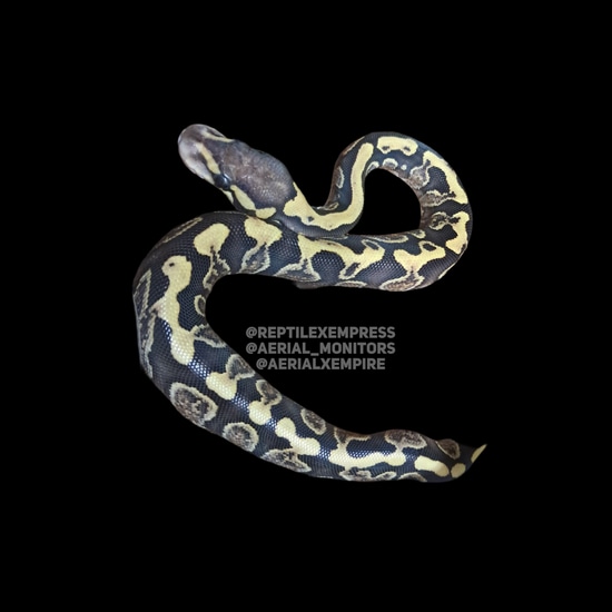 GHI Trick Ball Python by Reptile Empress