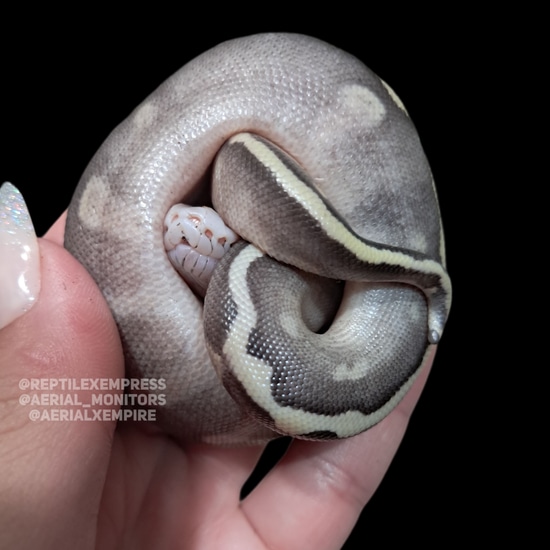 GHI Mojave Firefly Trick Ball Python by Reptile Empress