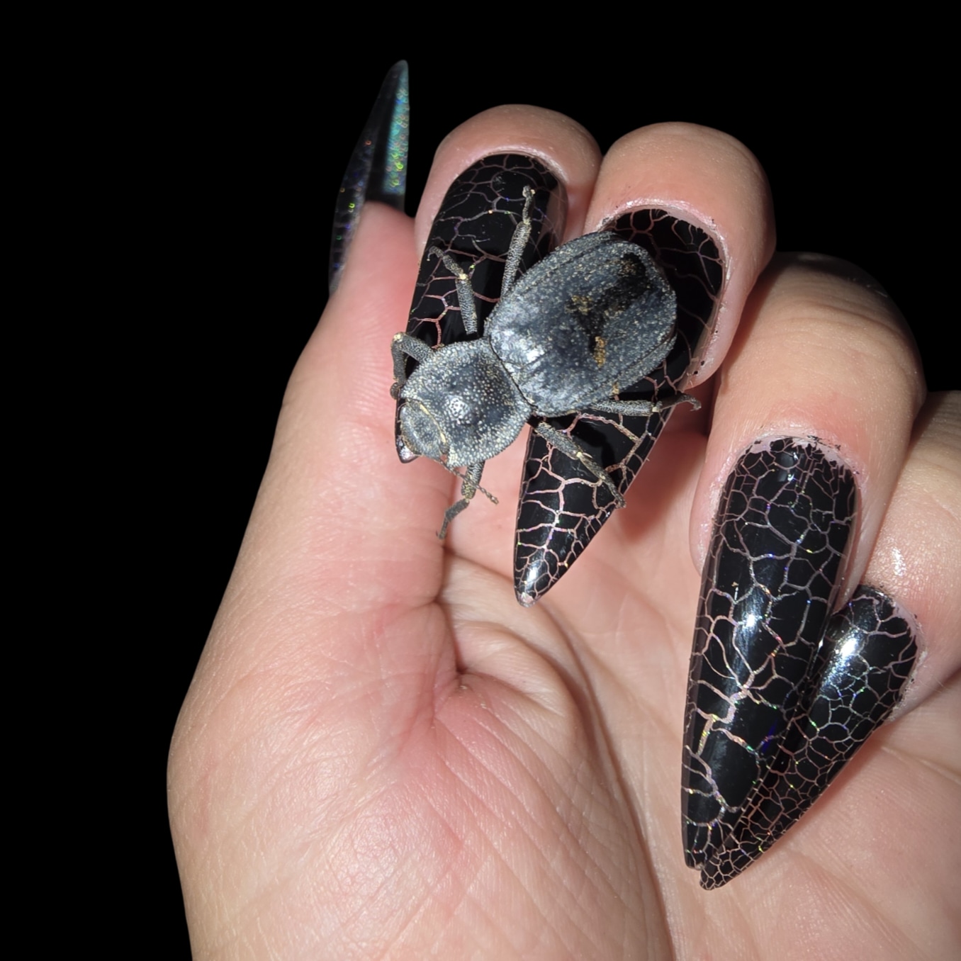 Armored Beetle