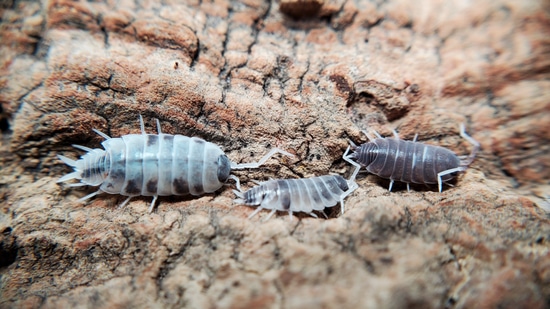 10 Ct Porcellionides Pruinosus "Oreo Crumble" Isopod by Reptili-Ants