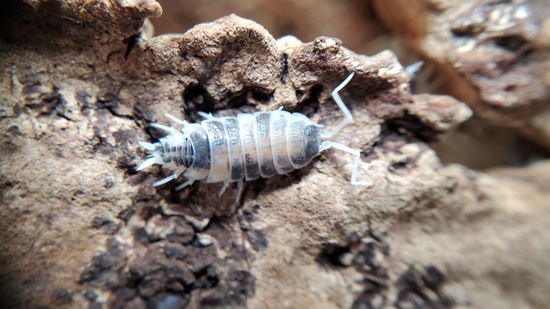 30 Ct Porcellionides Pruinosus "Oreo Crumble" Isopod by Reptili-Ants