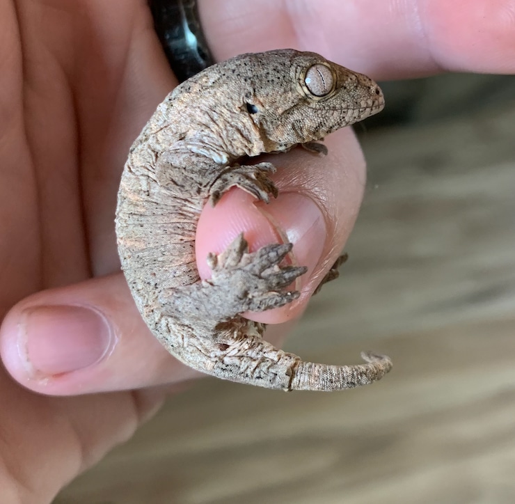 GTB X Mt. Khogis (Probable Female) Leachianus Gecko by Reptilian Reef ...
