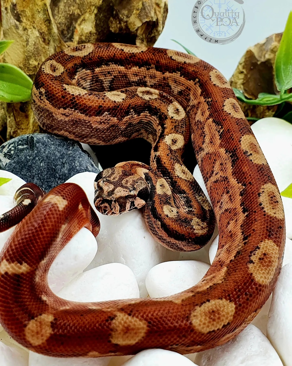 Hypo Inca 50% Het Leopard 66% Het Albino T+ Nicaragua Boa Constrictor ...