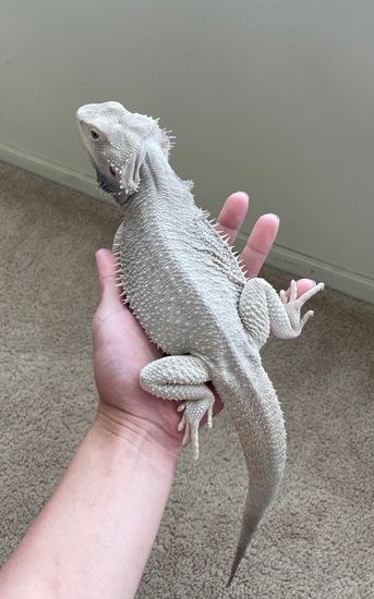Adult Zero Morph Bearded Dragon - Male Central Bearded Dragon by ...