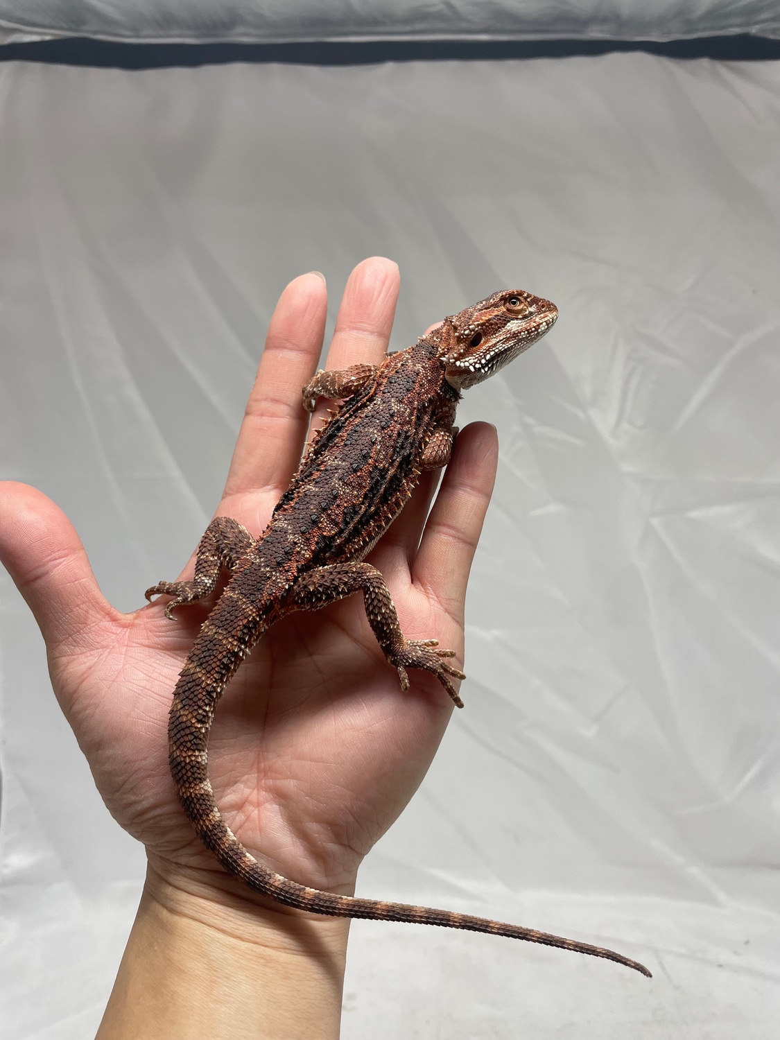 1/2 Red Monster Juvenile Bearded Dragon Central Bearded Dragon by ...