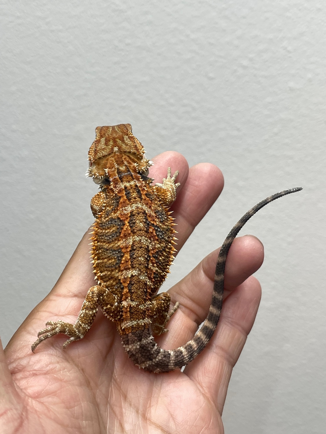 Red Monster Bearded Dragon Central Bearded Dragon by Reptilian Kingdom ...