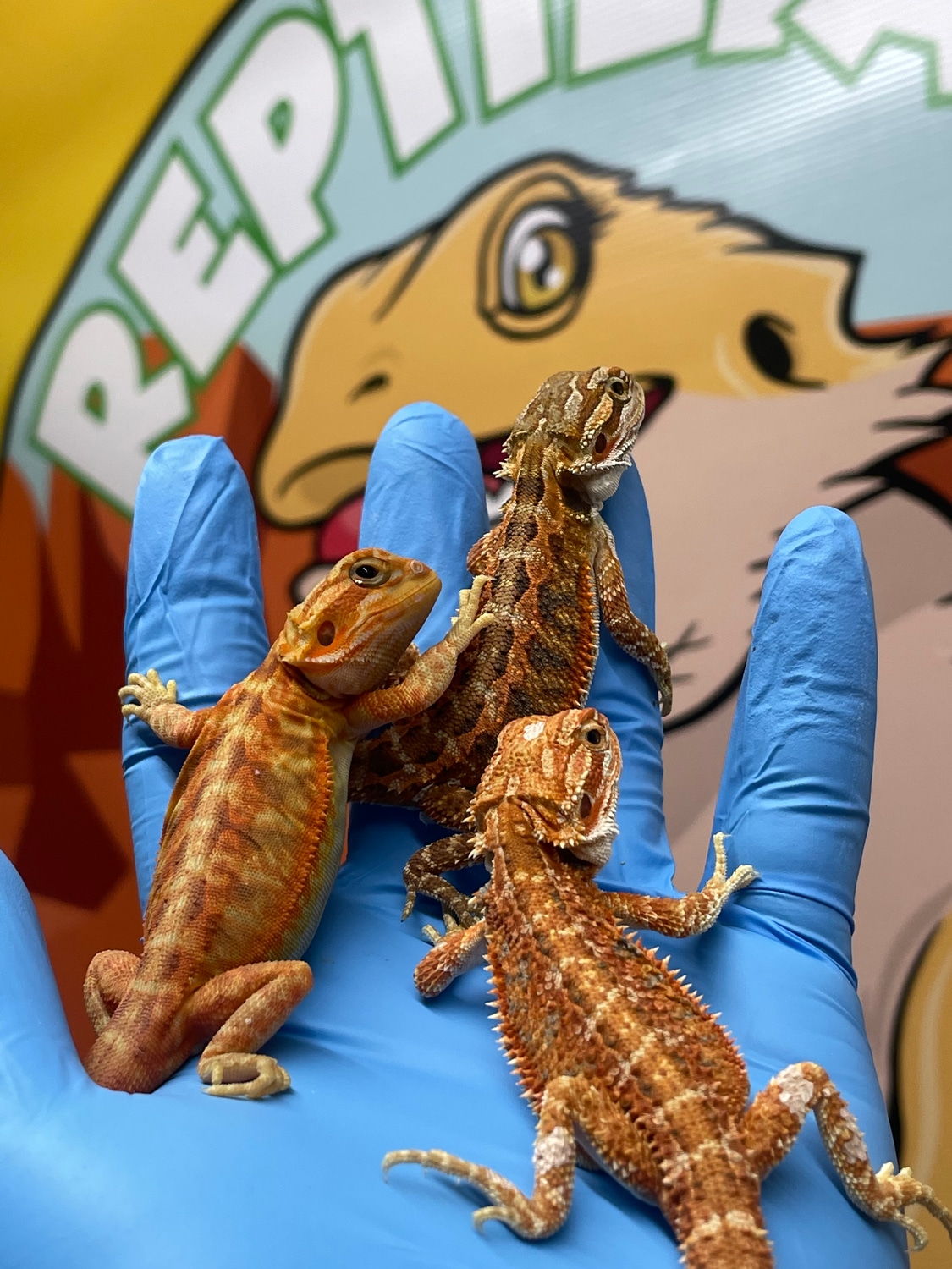 Sibling Citrus Bearded Dragons + Free Shipping Central Bearded Dragon ...