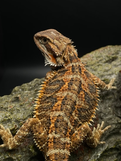 3/4 Red Monster Central Bearded Dragon by Fauna Kingdom LLC