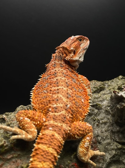 3/4 Red Monster Bearded Dragon Central Bearded Dragon by Reptilian Kingdom