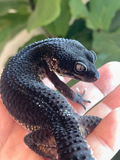 DARK Black Night *RTB Leopard Gecko by Reptilian Kingdom