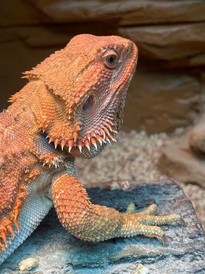 Red Orange Hypo Het Trans Central Bearded Dragon by Fauna Kingdom LLC
