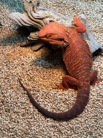 K1 Red Monster Central Bearded Dragon by Fauna Kingdom LLC