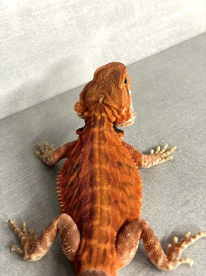 Leatherback Half Red Monster Trans Central Bearded Dragon by Fauna ...