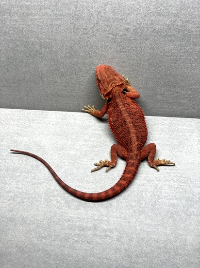 VIBRANT Red Trans Central Bearded Dragon by Fauna Kingdom LLC