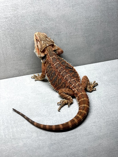 Citrus Poss Trans Bearded Dragon Central Bearded Dragon by Fauna ...
