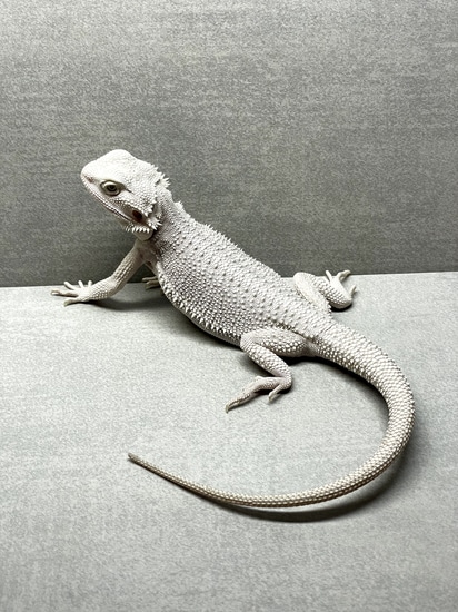 Hypo Zero Bearded Dragon 10" 040 Central Bearded Dragon by Fauna ...