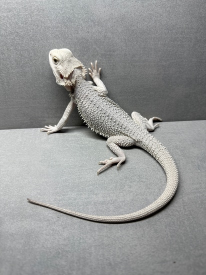 Hypo Zero Bearded Dragon *HOLDBACK RELEASE Central Bearded Dragon by ...