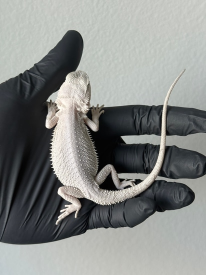 Hypo Zero Bearded Dragon Central Bearded Dragon by Fauna Kingdom LLC