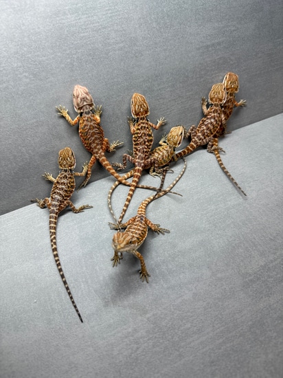 Partial Red Monsters Bearded Dragons Lot Of 7 Central Bearded Dragon by ...