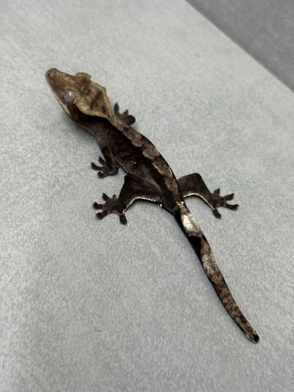 Visual Axanthic Crested Gecko 02 by Fauna Kingdom LLC