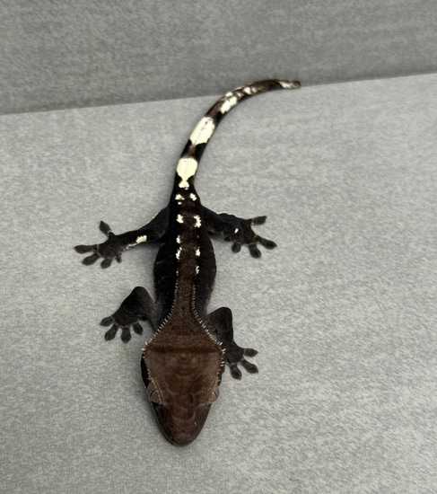 Visual Axanthic Crested Gecko 01 by Fauna Kingdom LLC