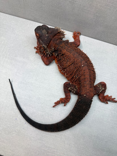 DARK Trans Red Monster Het Hypo Adult Central Bearded Dragon by Fauna ...
